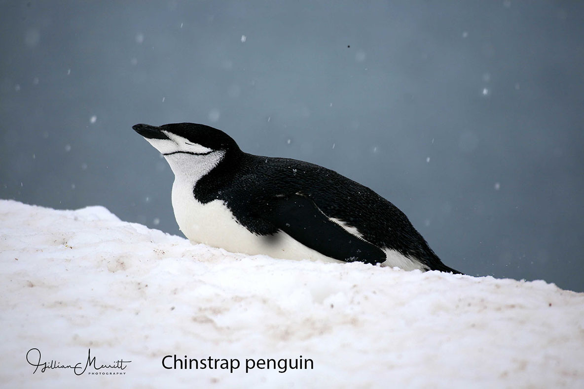 Penguins – Gill Merritt Photography