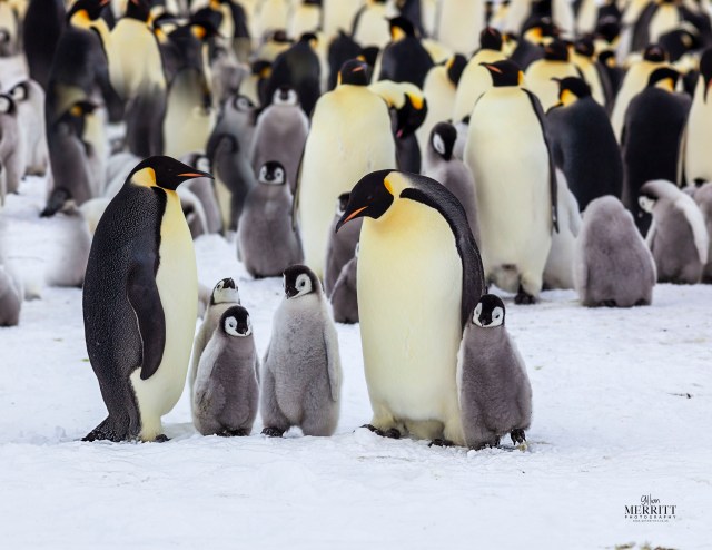 Antarctica – Gill Merritt Photography