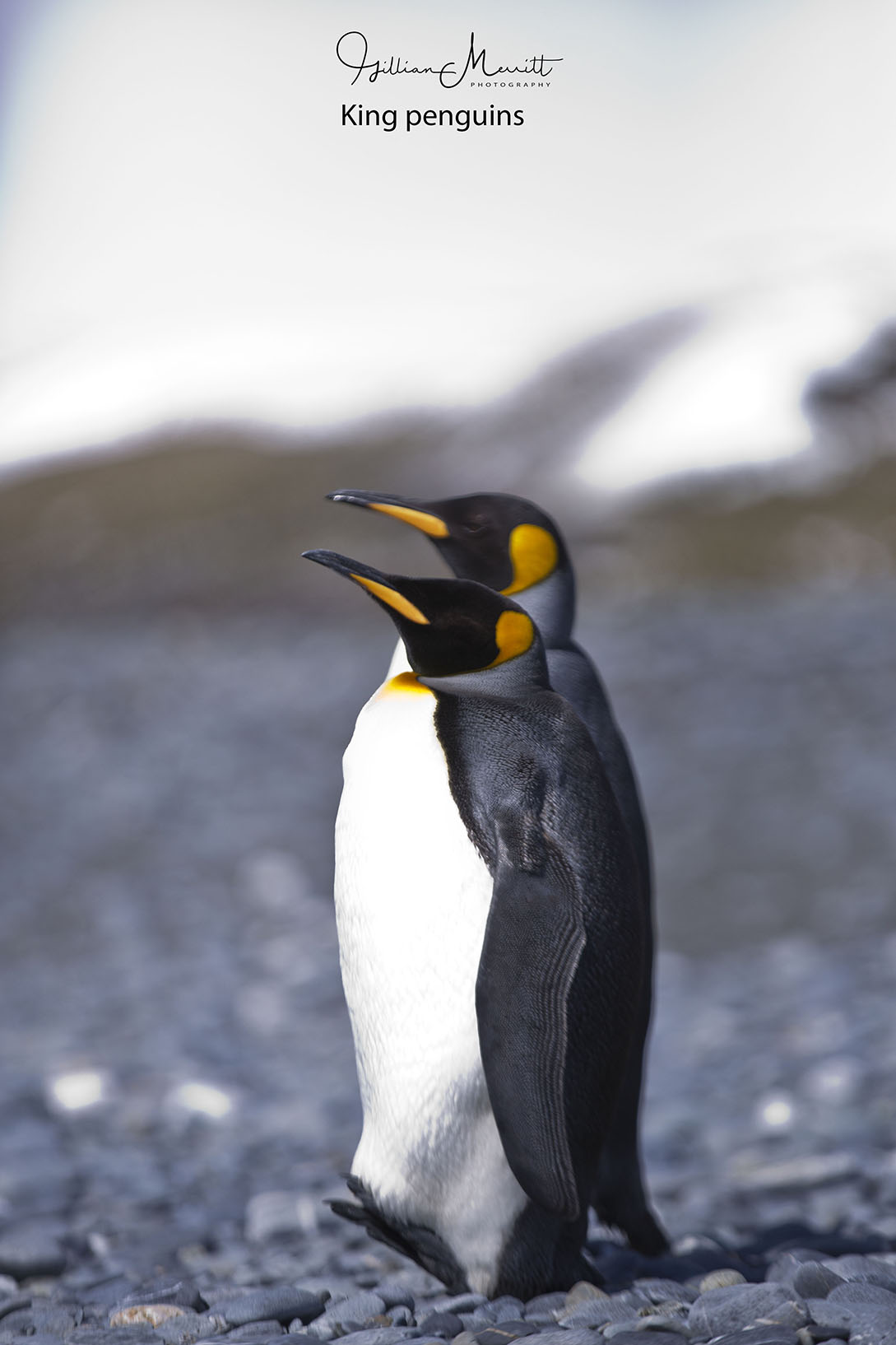 Penguins – Gill Merritt Photography