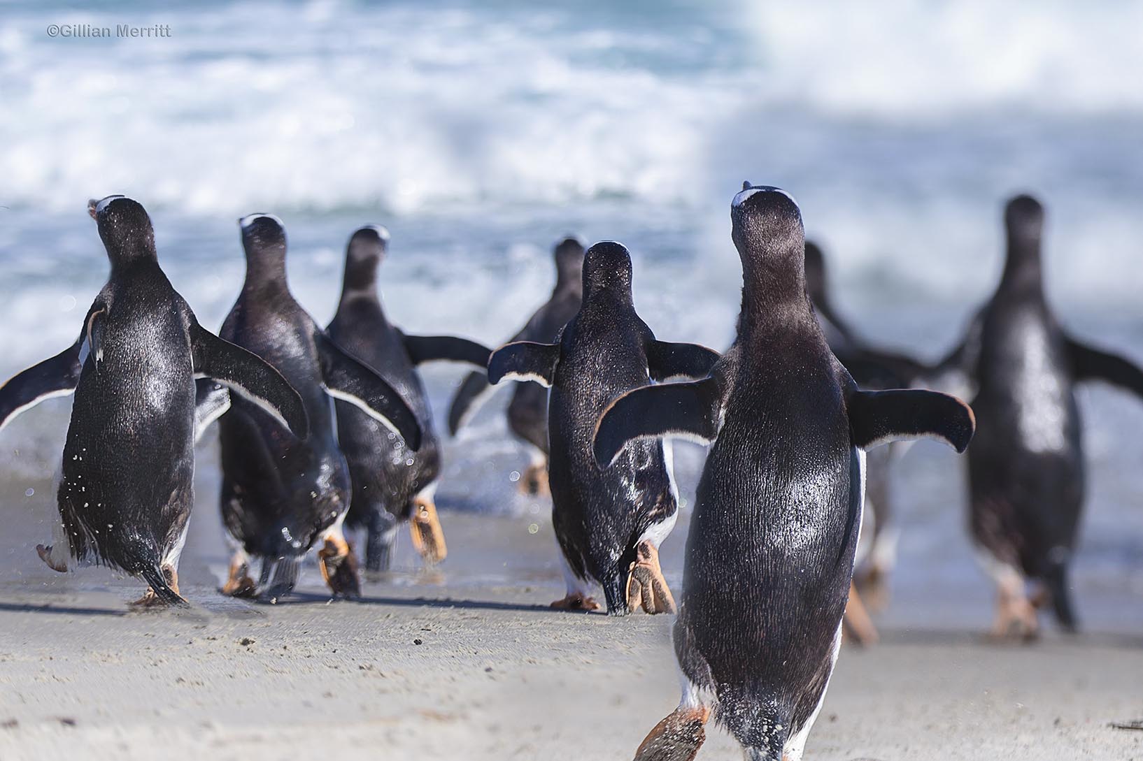 Penguins – Gill Merritt Photography
