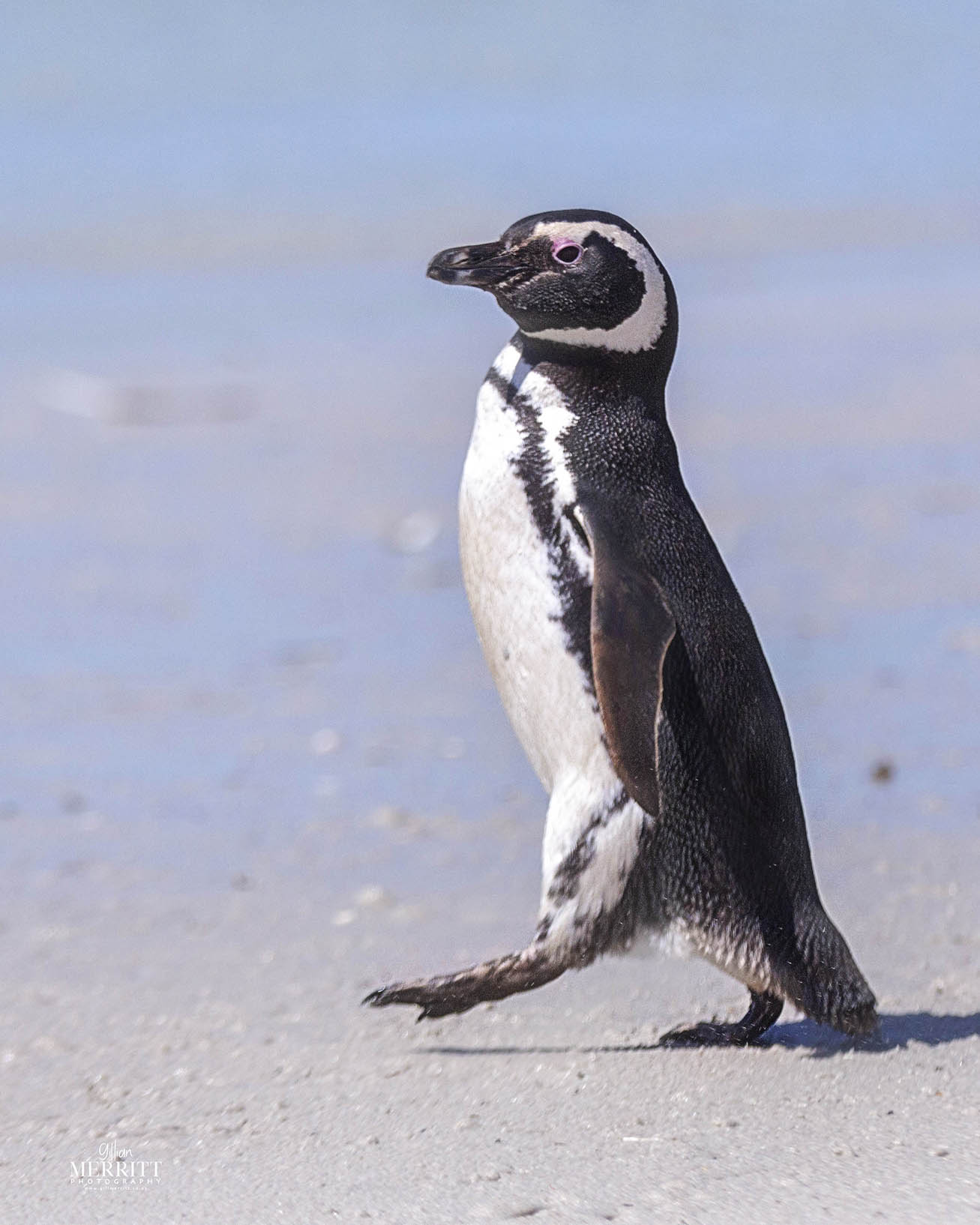 Penguins – Gill Merritt Photography