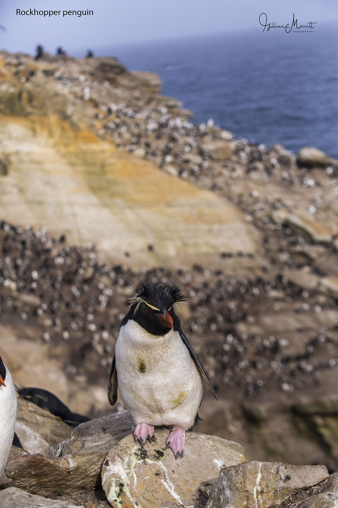 Penguins – Gill Merritt Photography