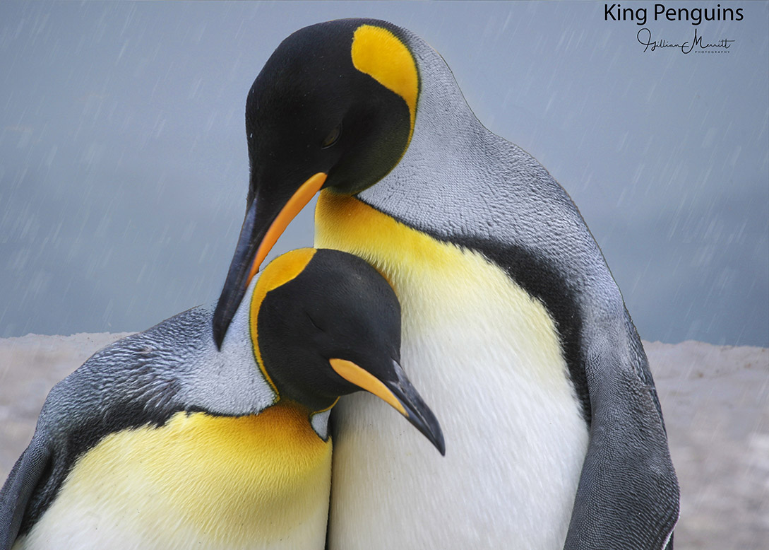 Penguins – Gill Merritt Photography