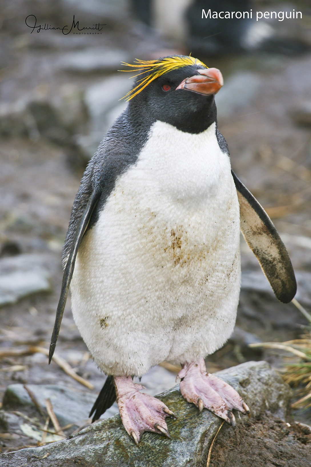 Penguins – Gill Merritt Photography