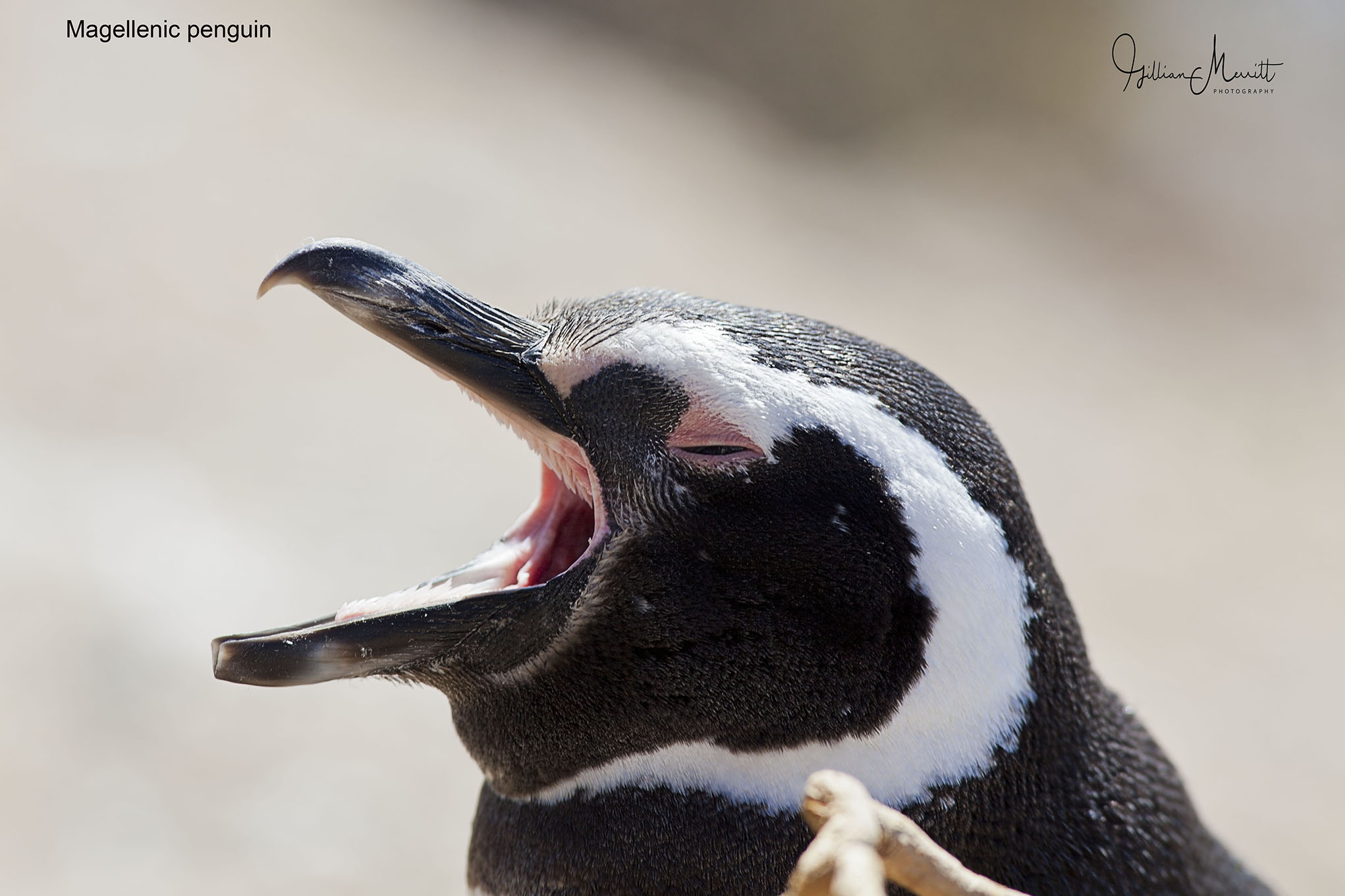 Penguins – Gill Merritt Photography