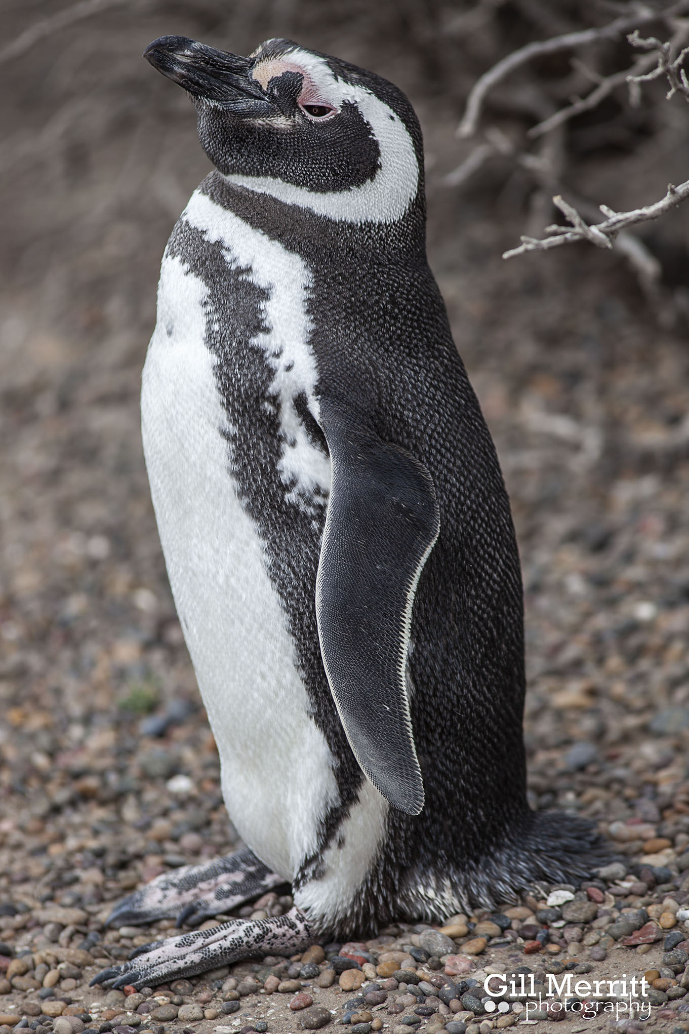 Penguins – Gill Merritt Photography