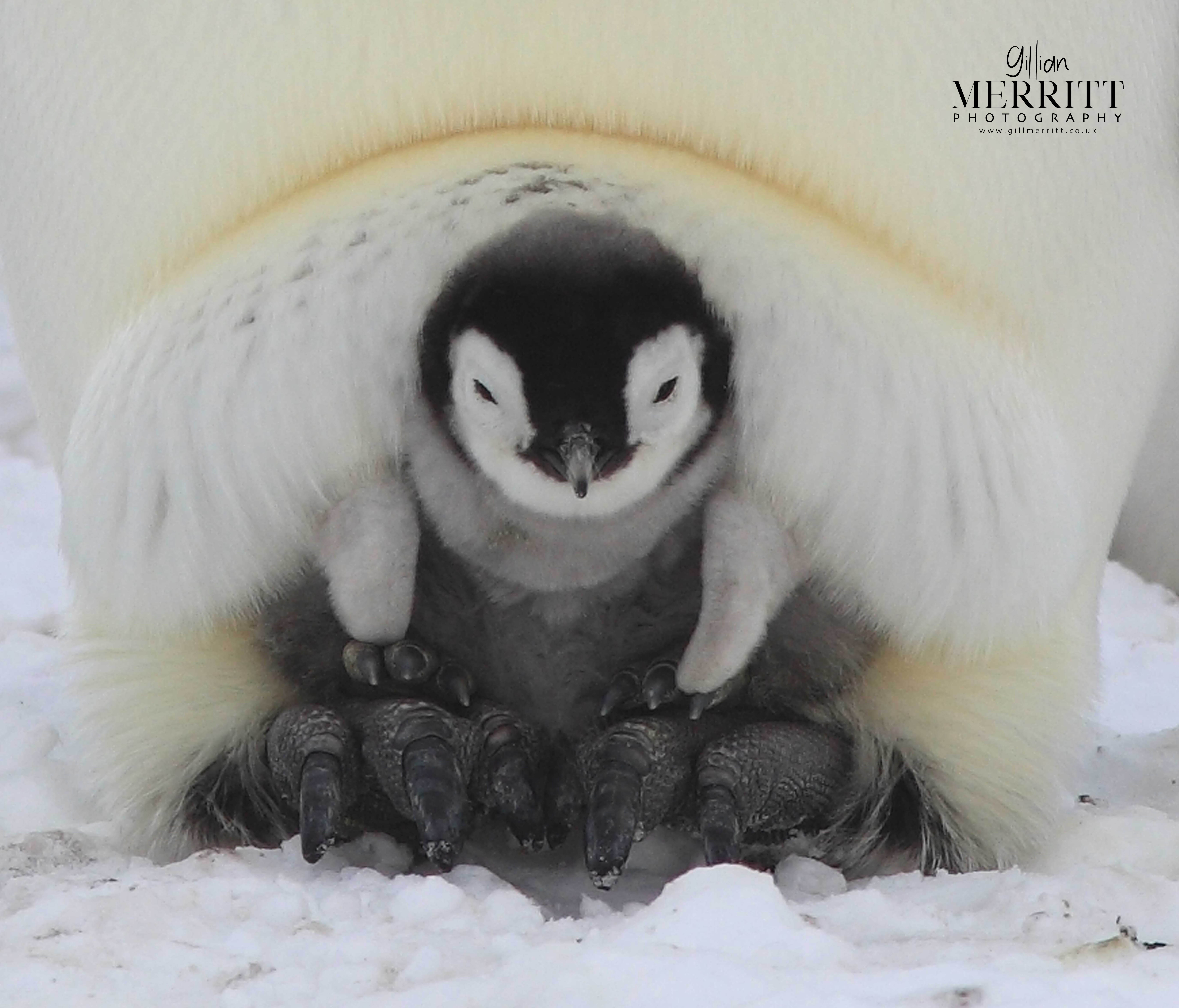 Penguins – Gill Merritt Photography