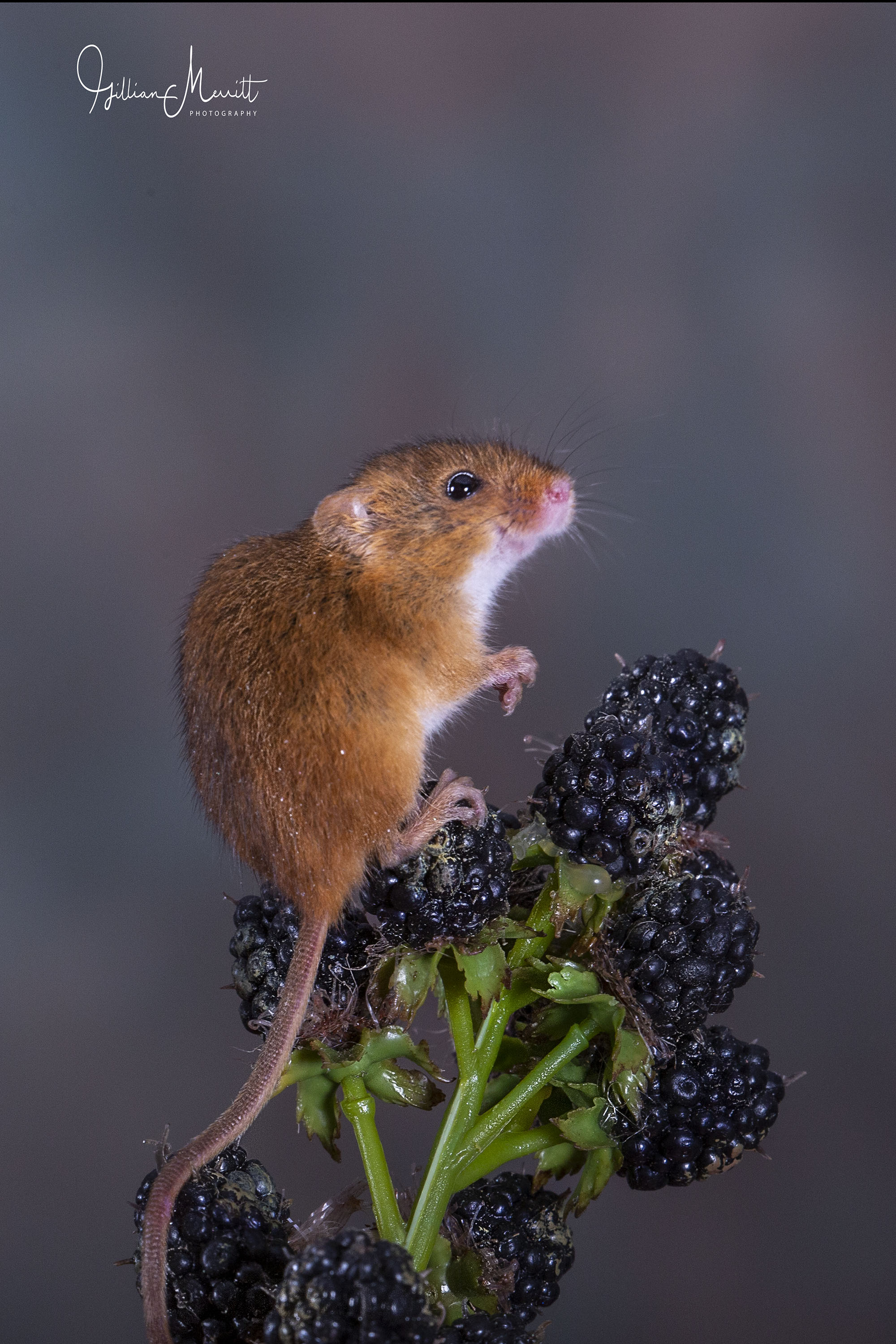 Harvest Mice – Gill Merritt Photography
