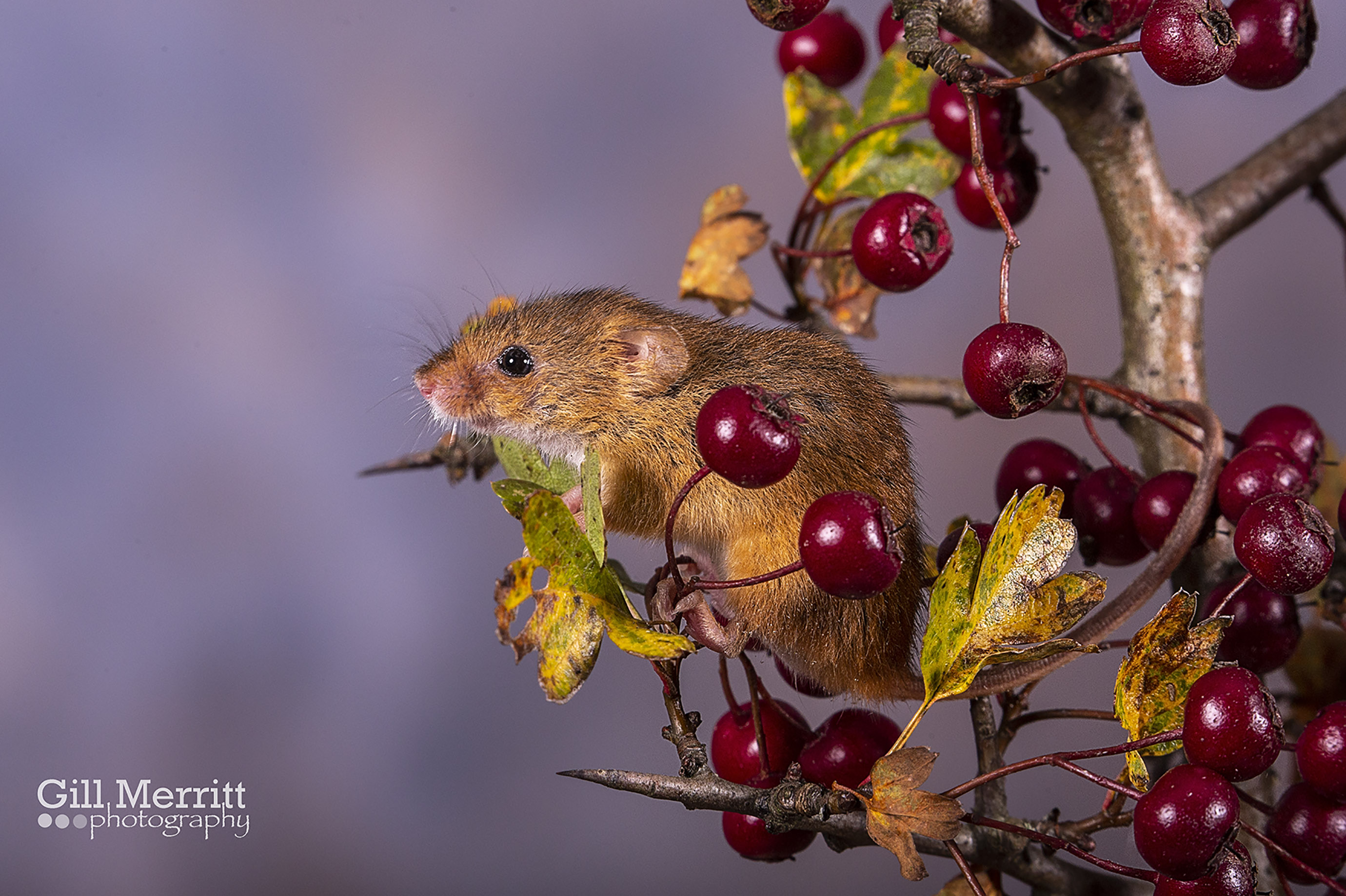 Harvest Mice – Gill Merritt Photography